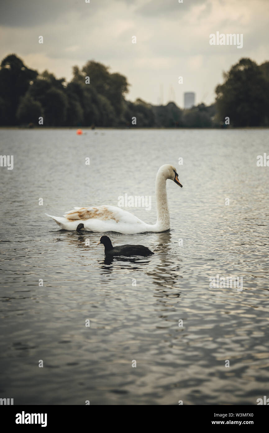 Pond birds hi-res stock photography and images - Alamy