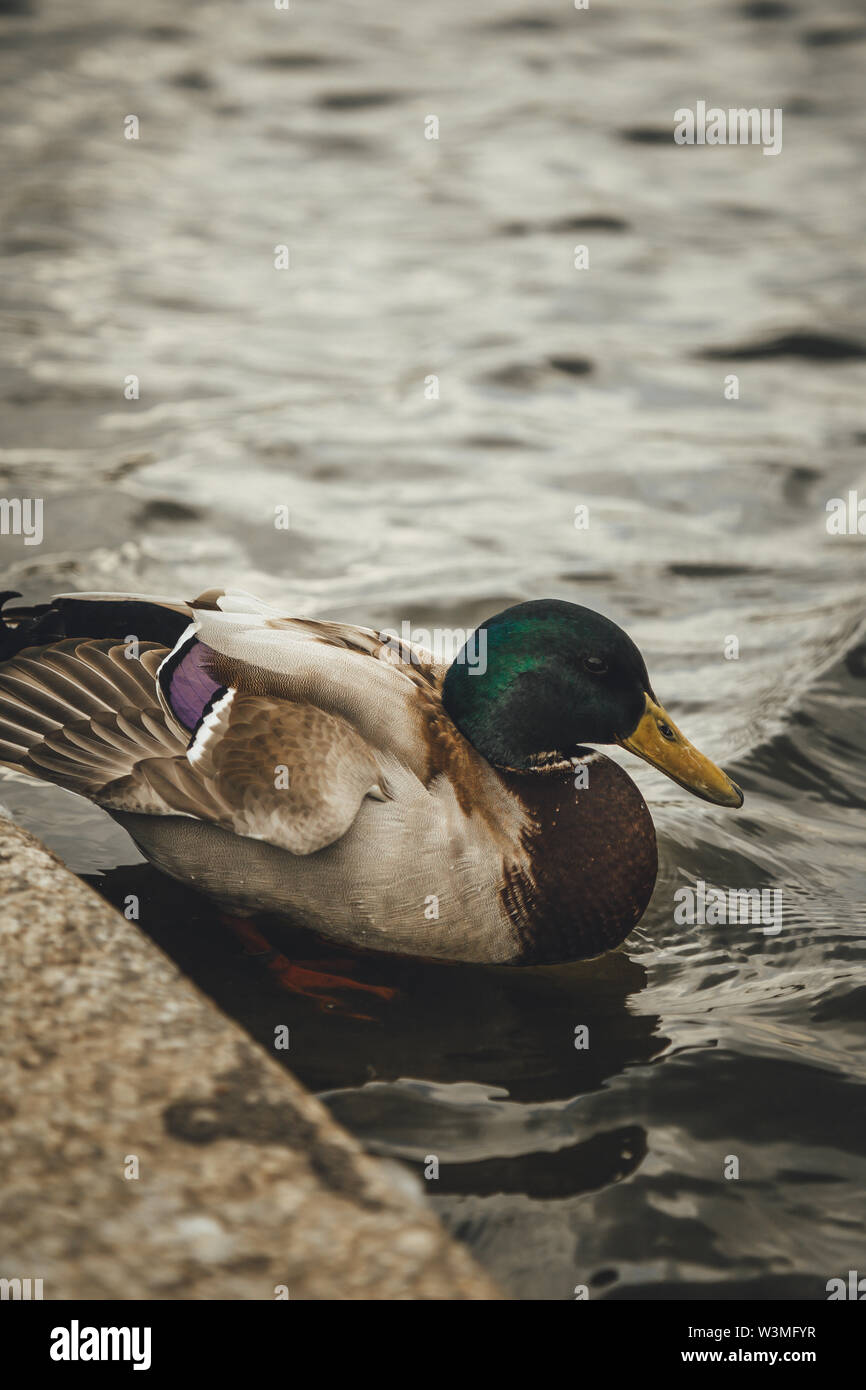 Pond birds hi-res stock photography and images - Alamy