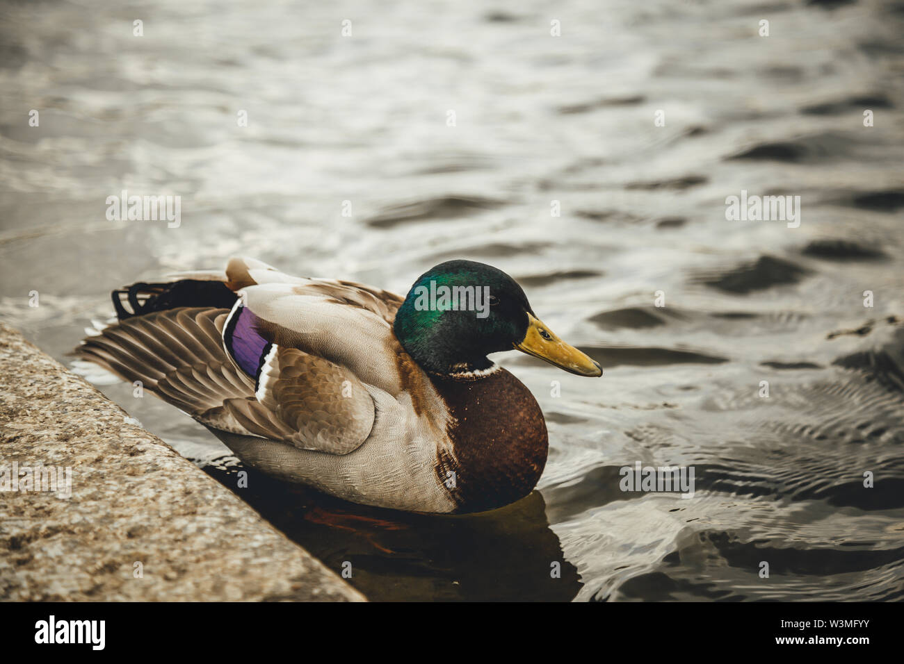Pond birds hi-res stock photography and images - Alamy