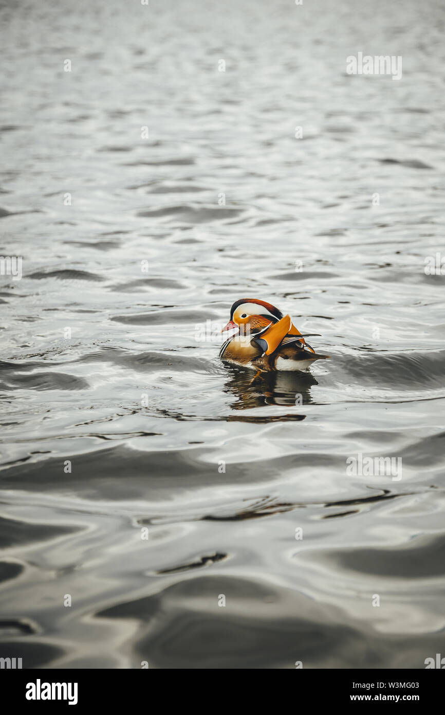 London birds hi-res stock photography and images - Alamy