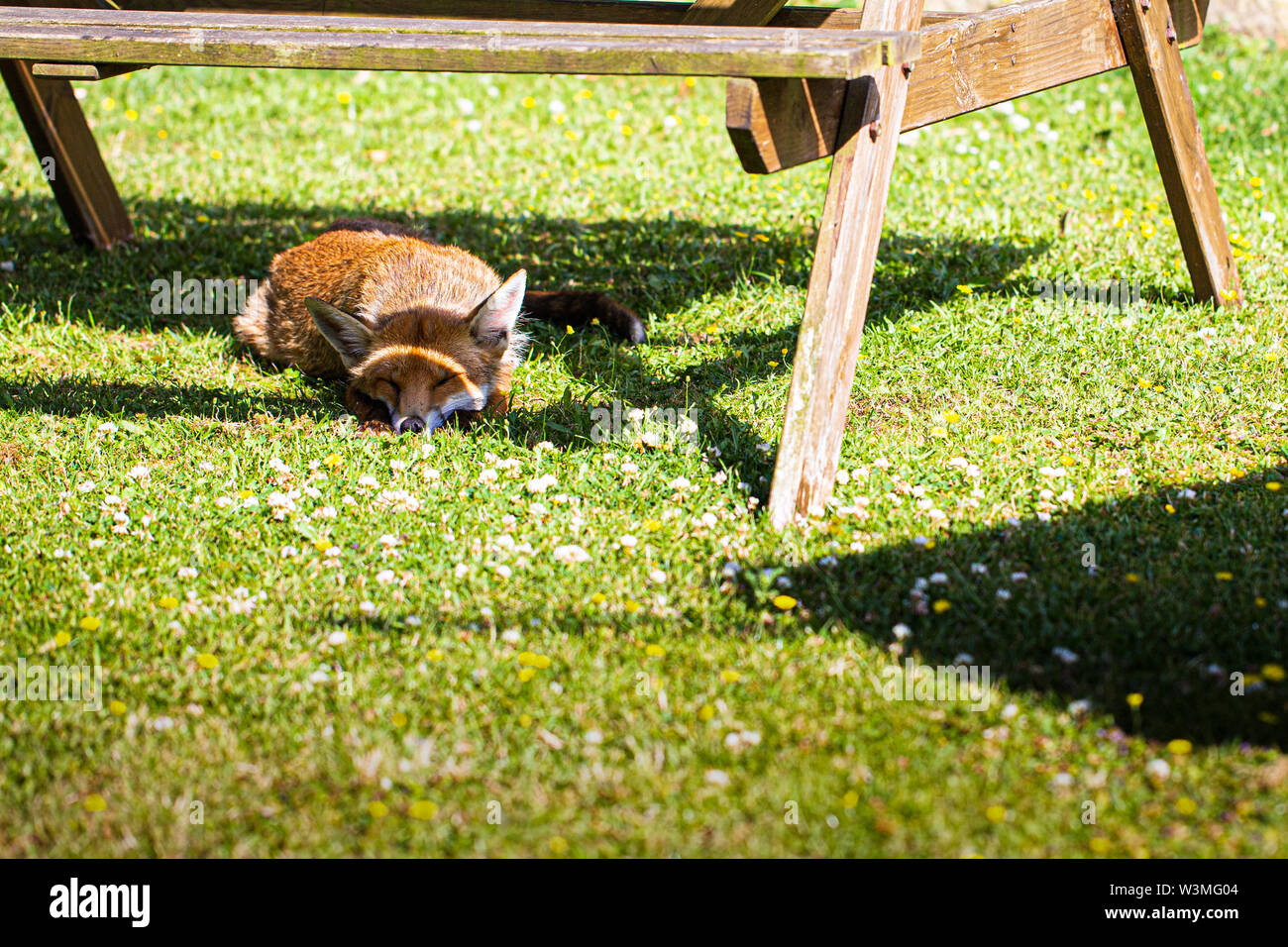 Lazy fox sleeping under a picnic table Stock Photo - Alamy