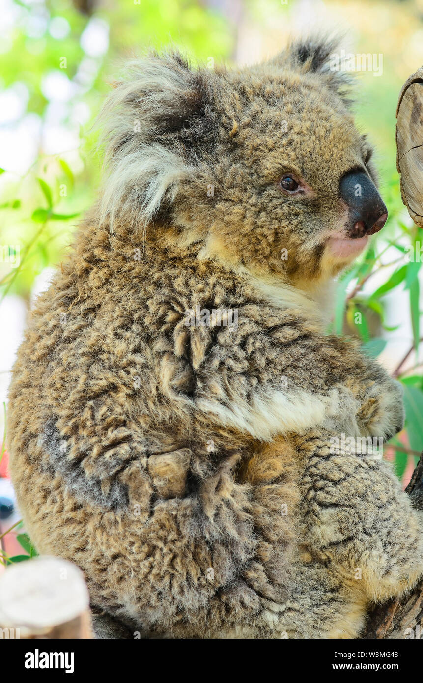 Australian koala bear hi-res stock photography and images - Alamy