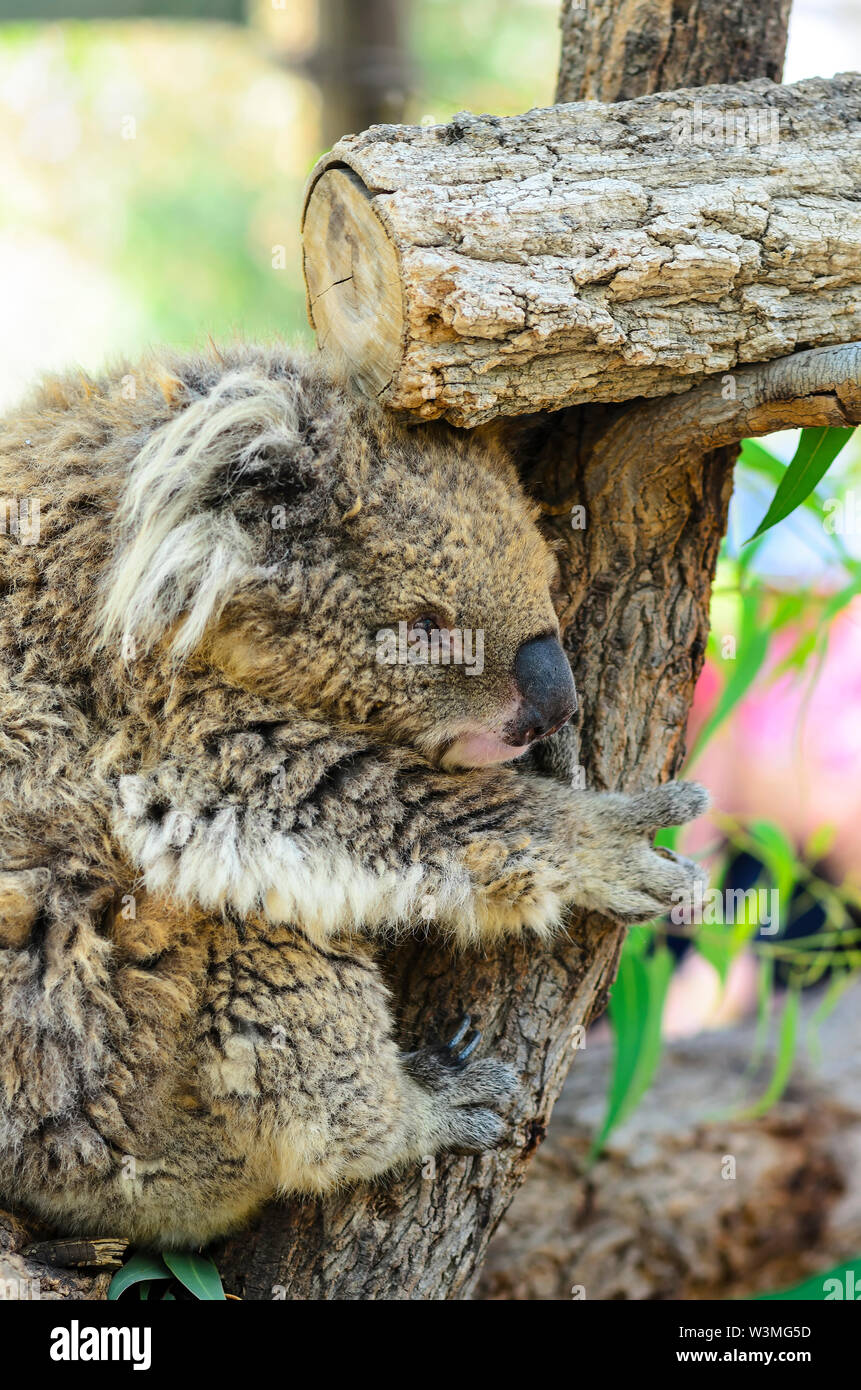 The Australian koala bear in open aviary Stock Photo - Alamy