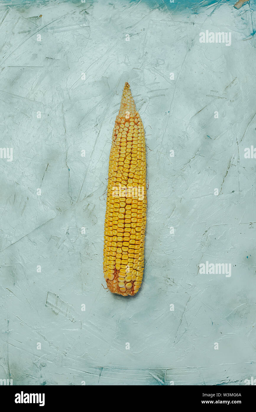 Single sweet corn on bright blue background. Freshly picked corn. Raw ...