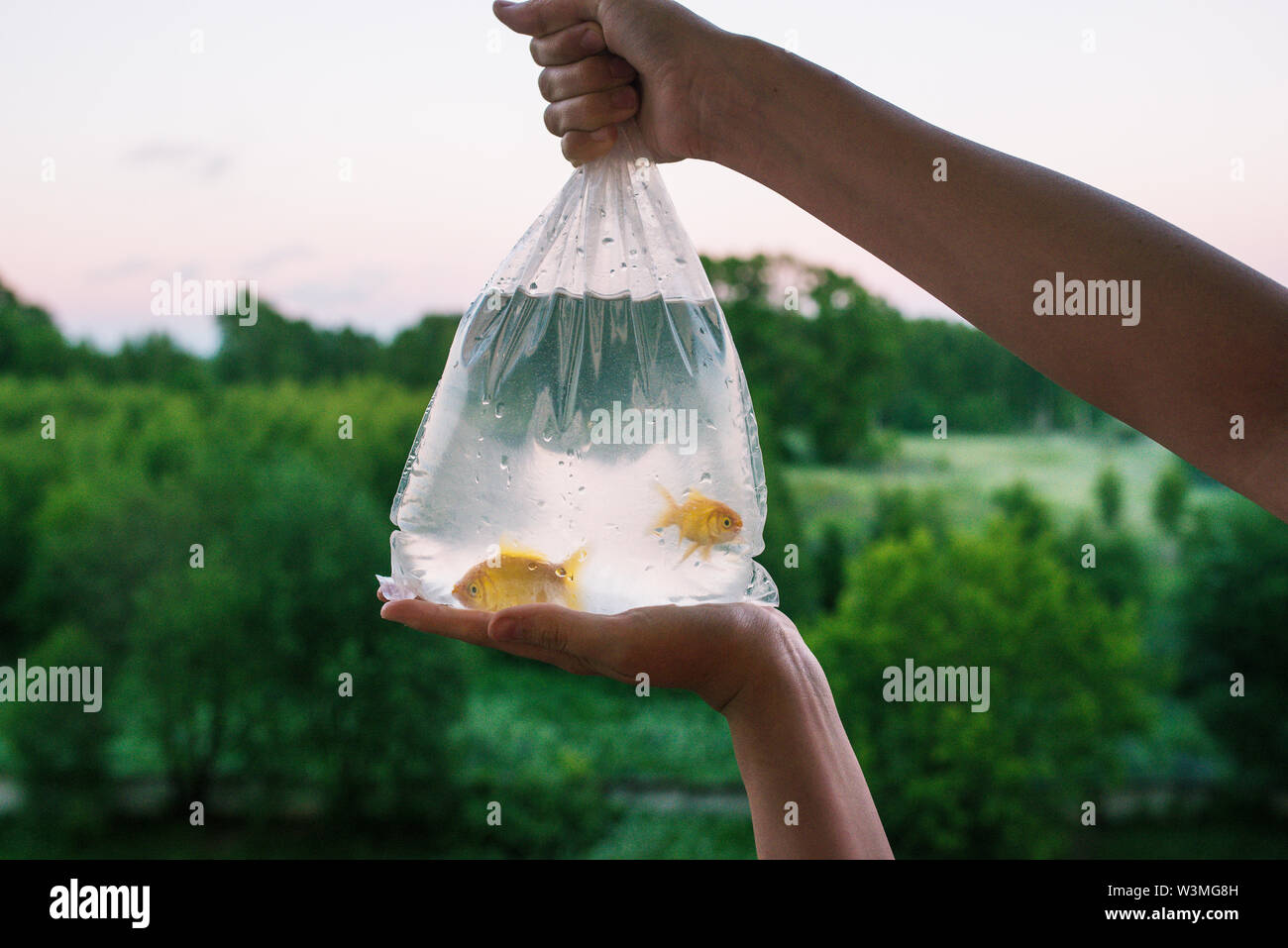 Woman goldfish plastic bag hi-res stock photography and images - Alamy