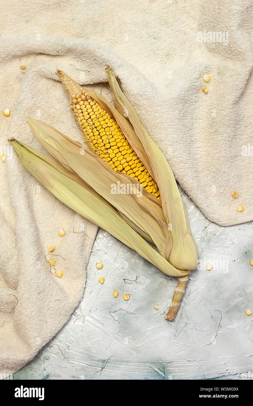 Single sweet corn on bright blue background. Freshly picked corn. Raw ...