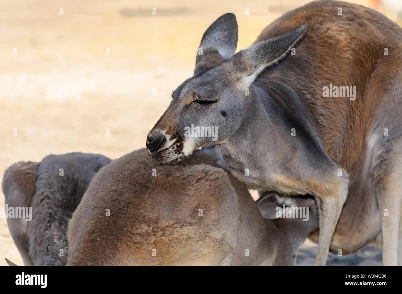 Western grey kangaroo large hi-res stock photography and images - Alamy