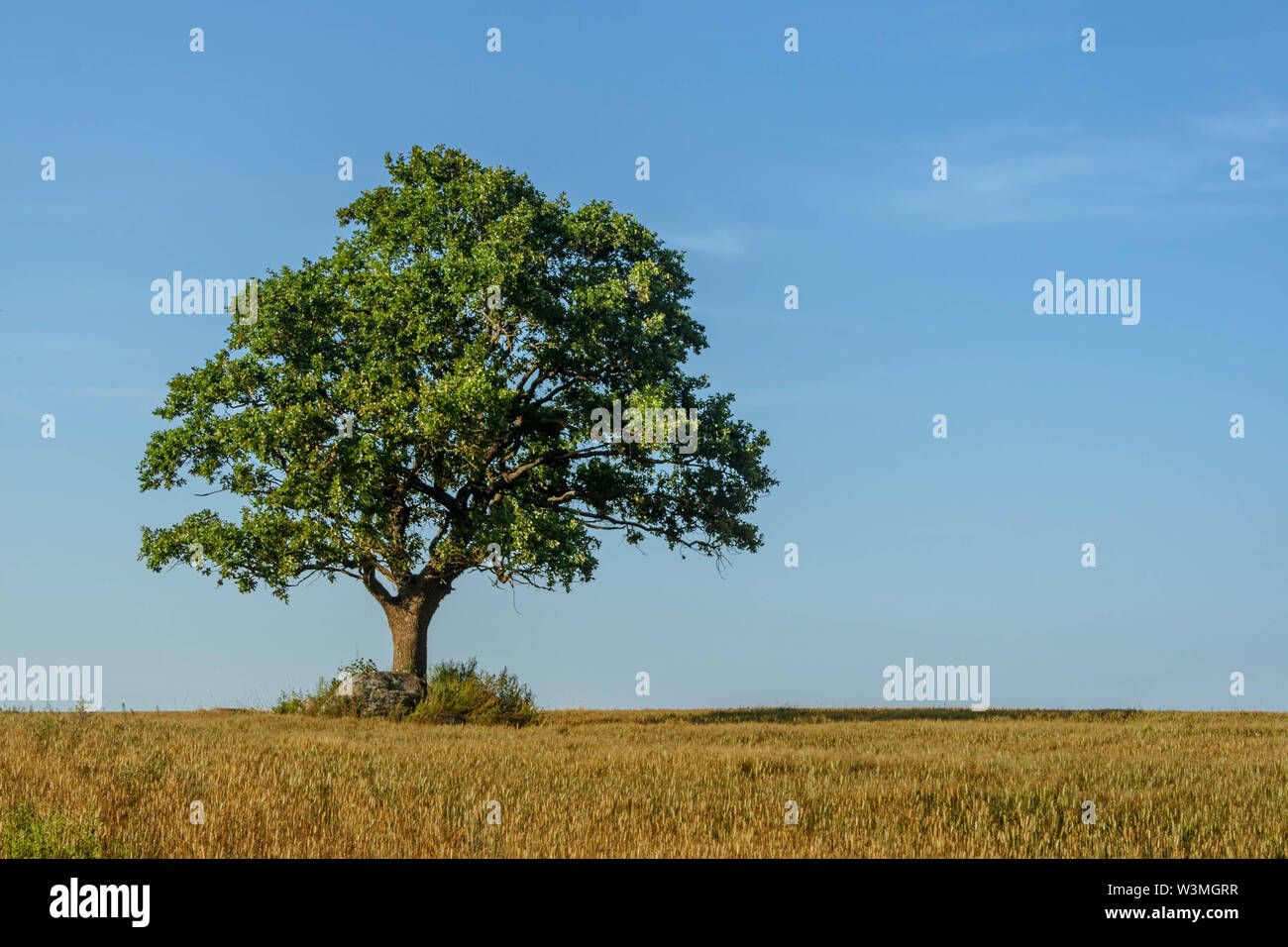 Wheat field oak tree hi-res stock photography and images - Alamy