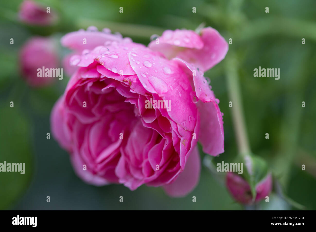 close-up of a blooming red rose with raindrops Stock Photo - Alamy