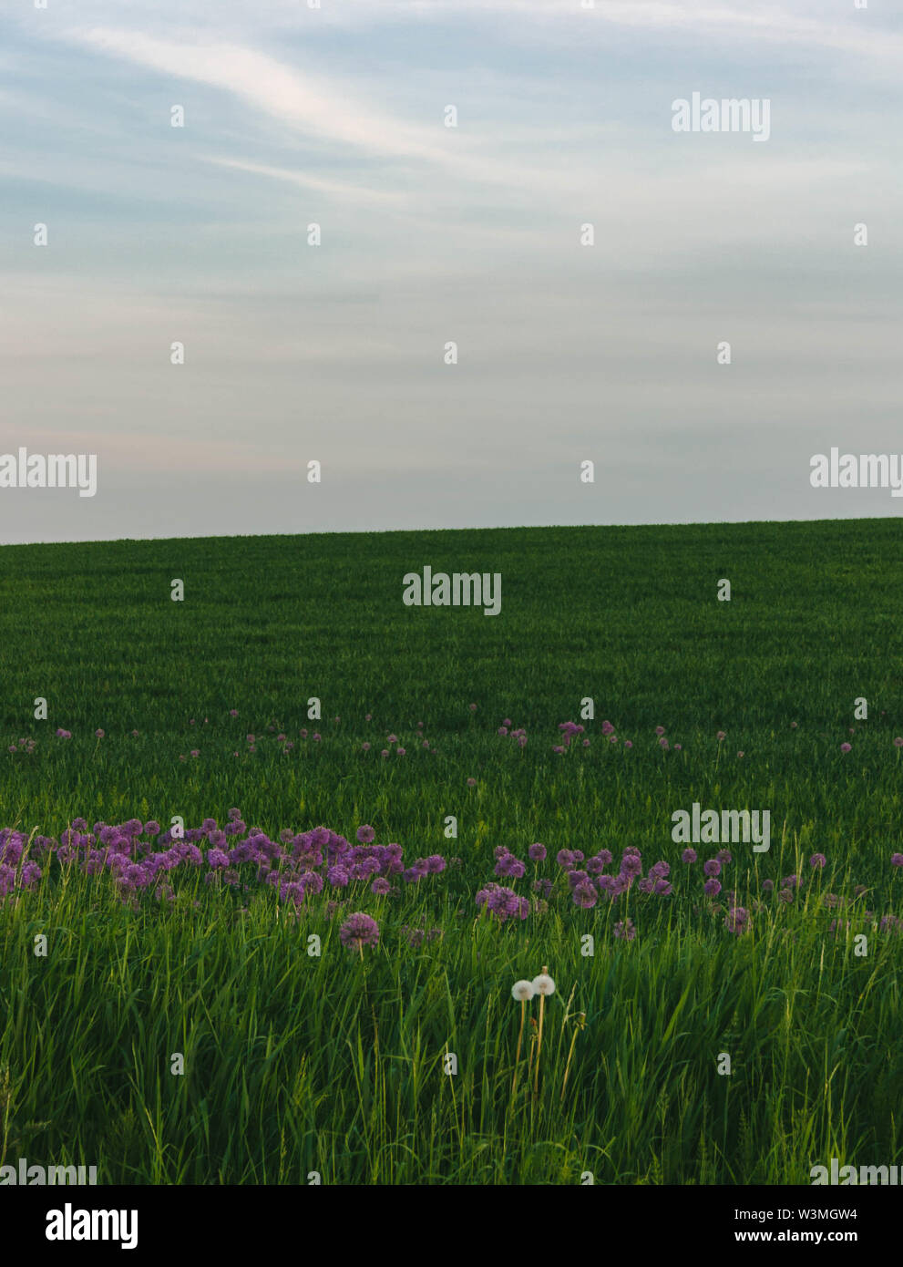 Purple dandelion flower growing in hi-res stock photography and images ...