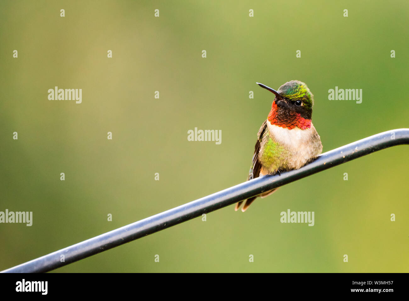 Hummingbird Facing Camera High Resolution Stock Photography and Images ...