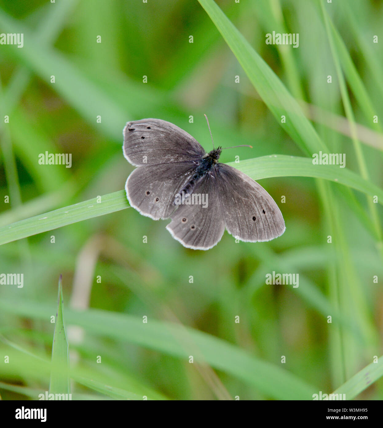 Ringlet butterfly, (Aphantopus hyperantus Stock Photo - Alamy