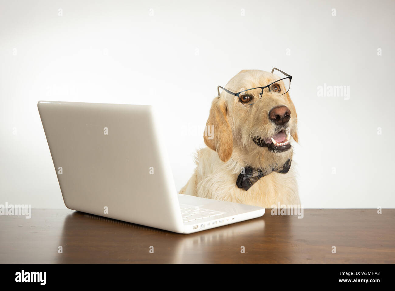 Dog Computer Glasses