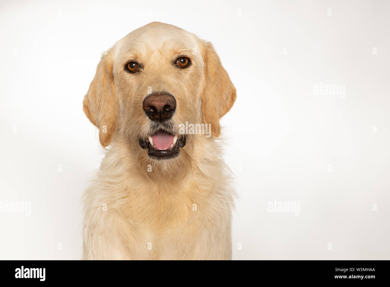 Portrait of yellow labradoodle dog on white background Stock Photo - Alamy