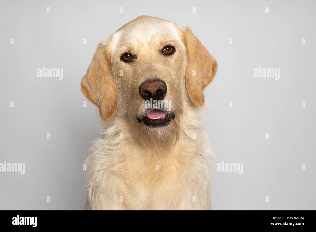 Yellow labradoodle portrait hi-res stock photography and images - Alamy
