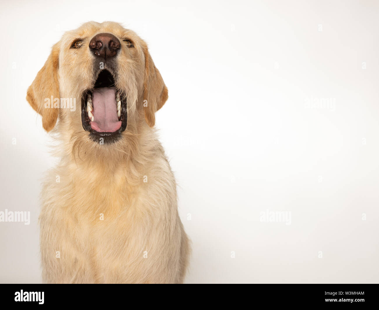 Yellow labrador retriever dog with mouth open Stock Photo - Alamy