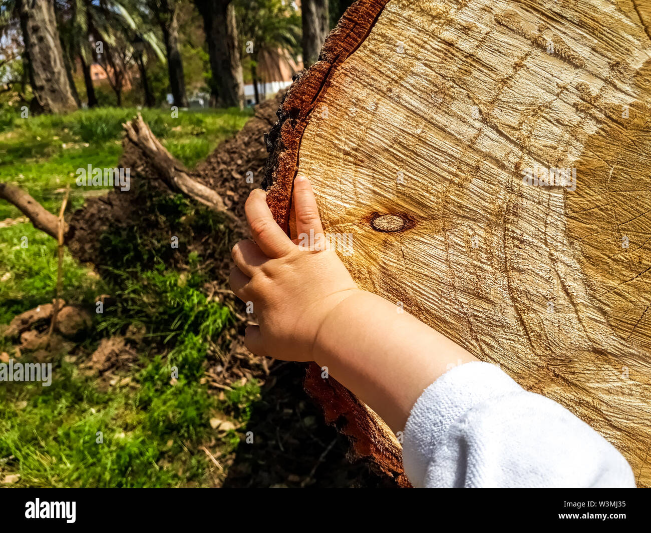 Hand of a baby touching the texture of a sawn tree trunk Stock Photo ...