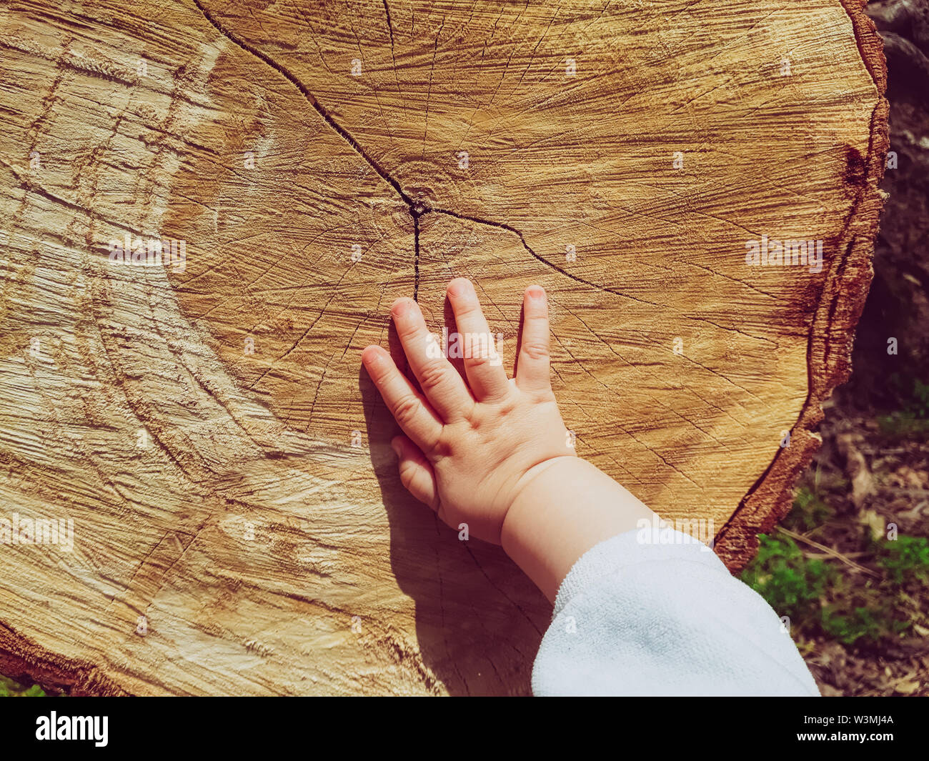 Hand of a baby touching the texture of a sawn tree trunk Stock Photo ...