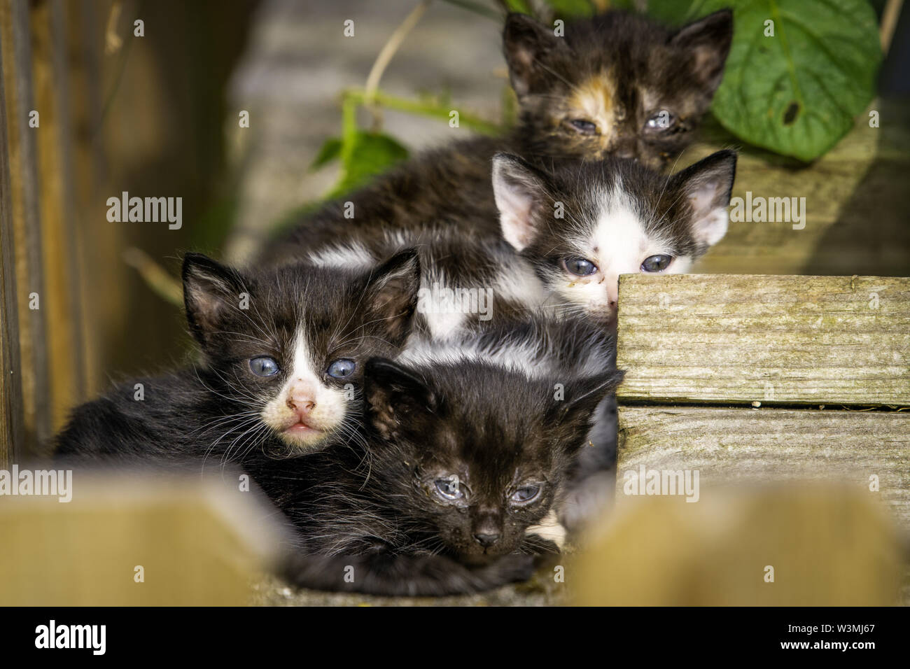 Kittens cuddling hi-res stock photography and images - Alamy