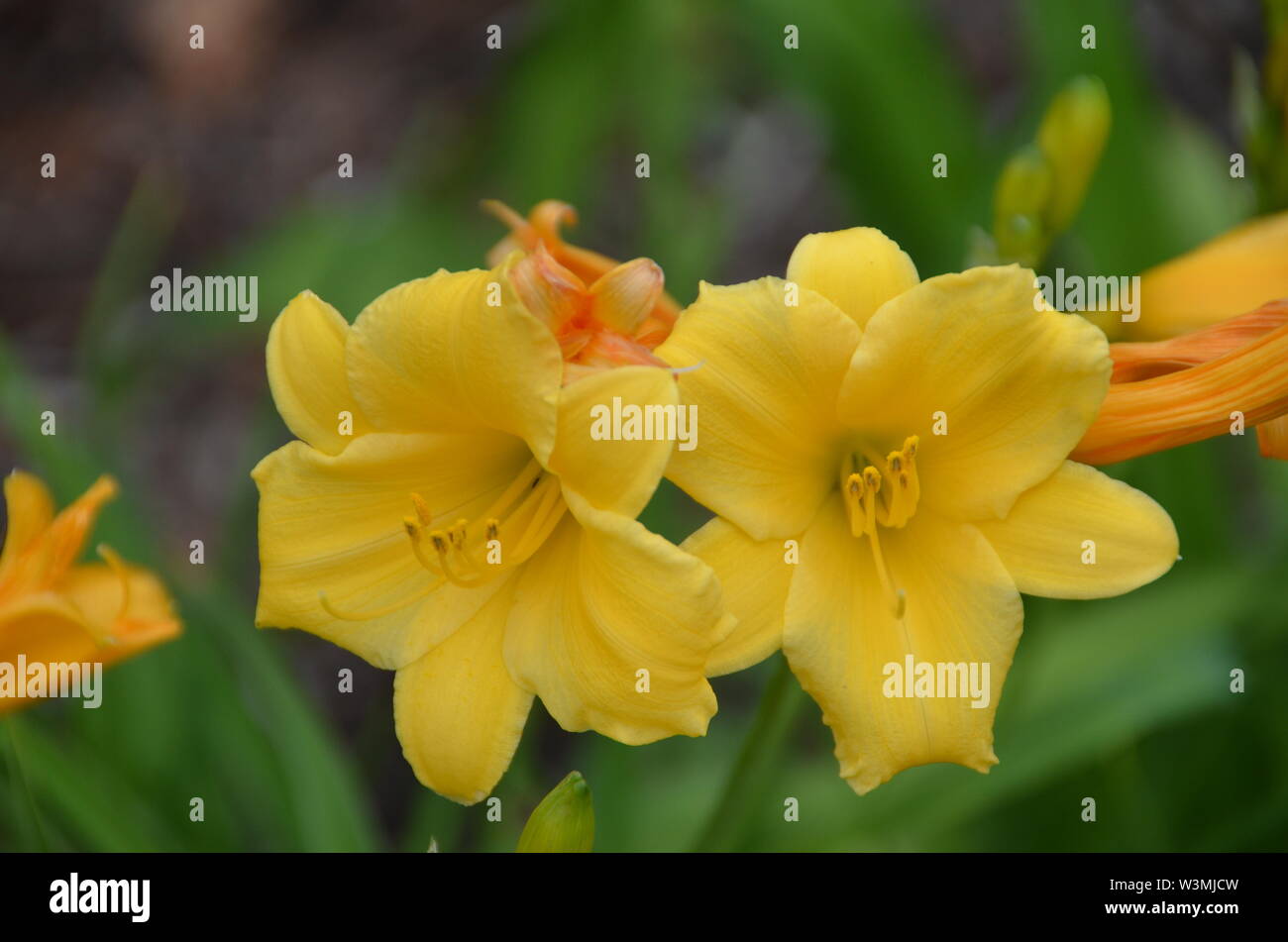 Two Yellow Lilies Stock Photo - Alamy Two Yellow Lilies Stock Photo - Alamy