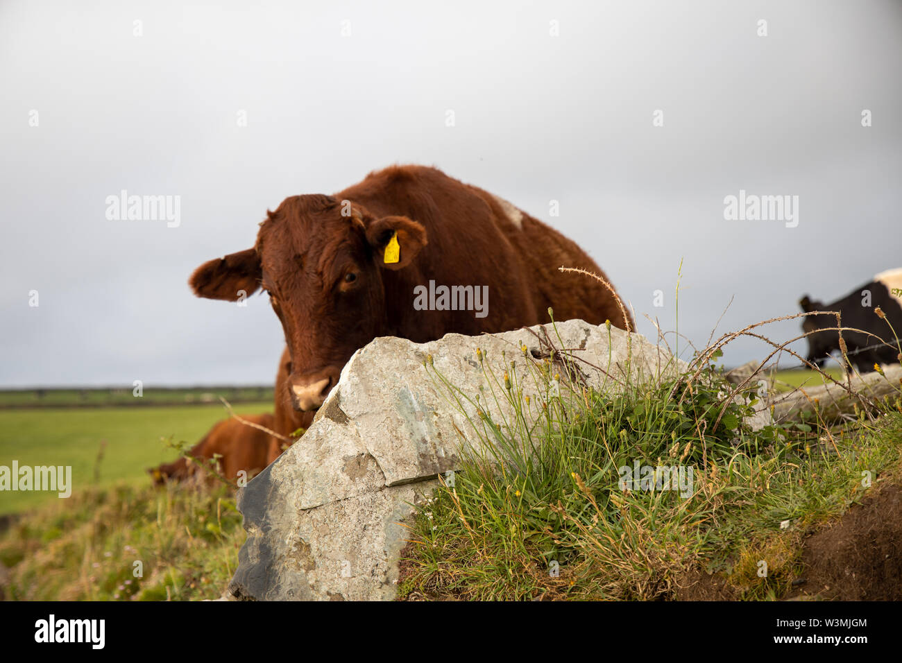 Cow looking over wall Stock Photo - Alamy