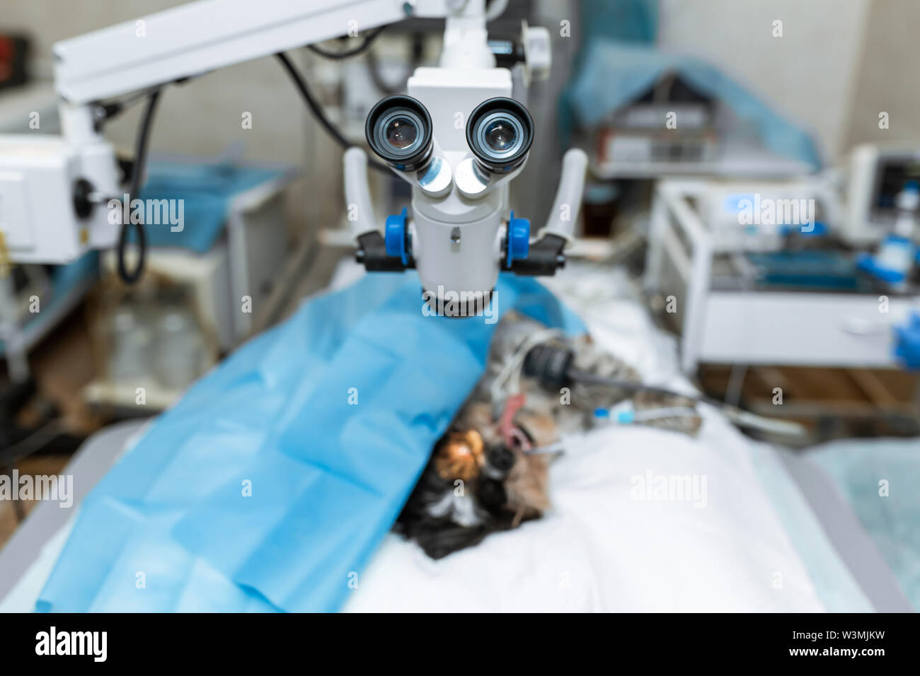 Dog under anesthesia lie on operating table in operating room. Dog ...