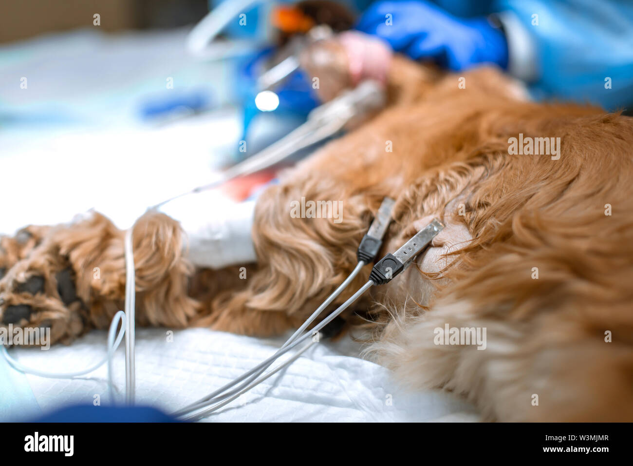 the dog is anesthetized on the operating table in a veterinary clinic ...