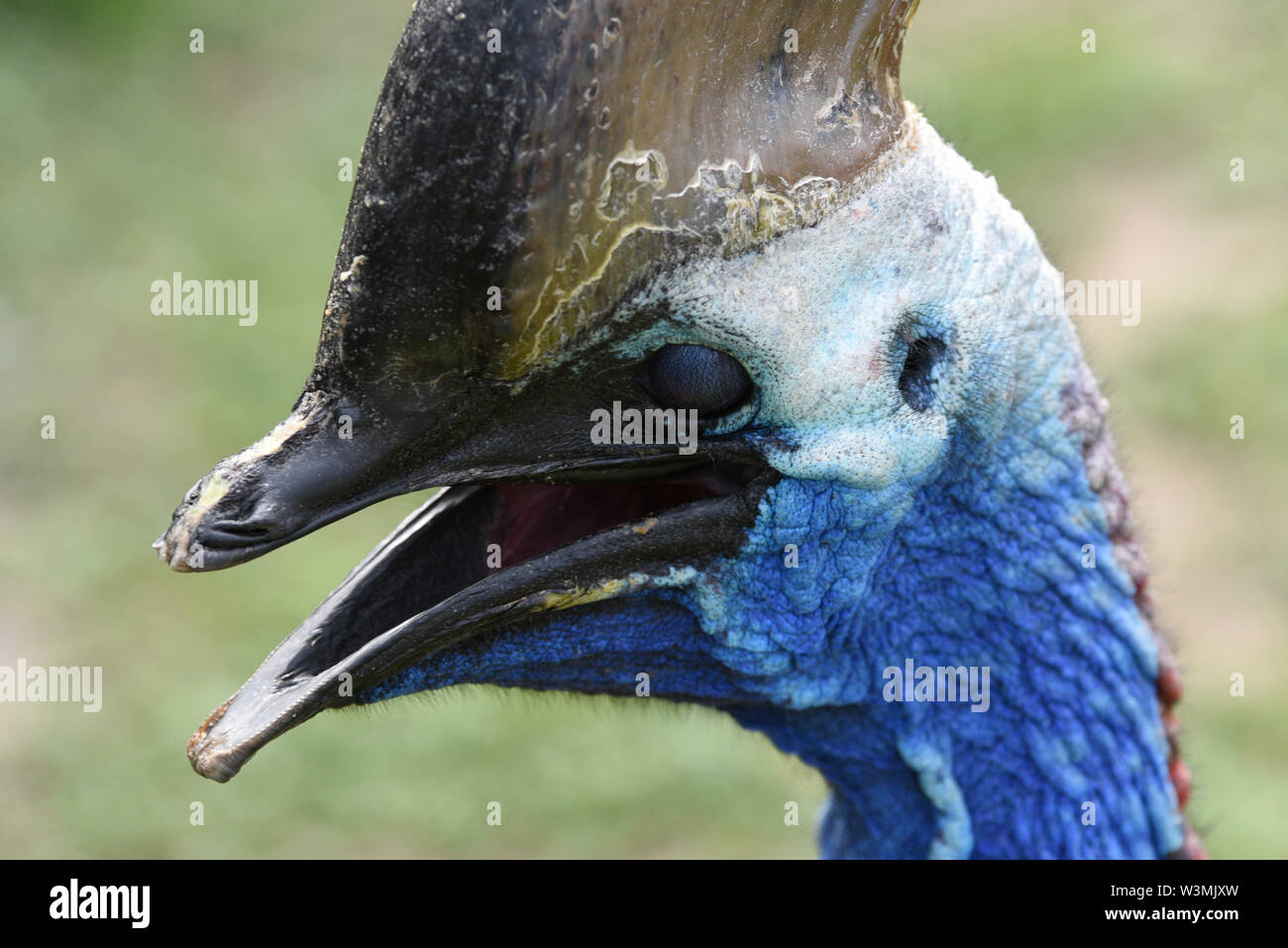 Cassowary Attacks Lion