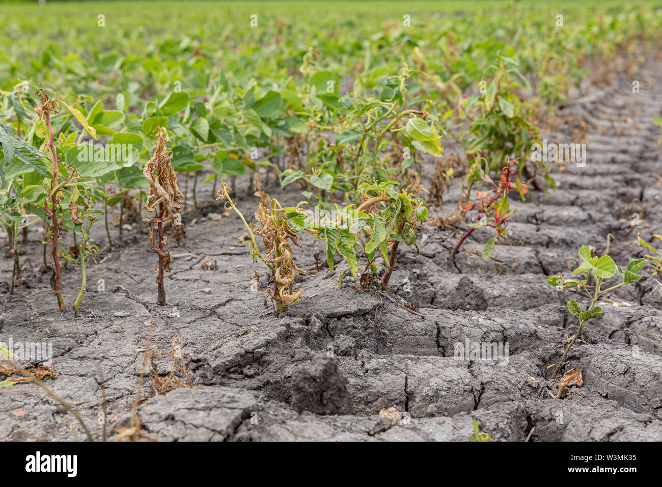 Dying crops hi-res stock photography and images - Alamy