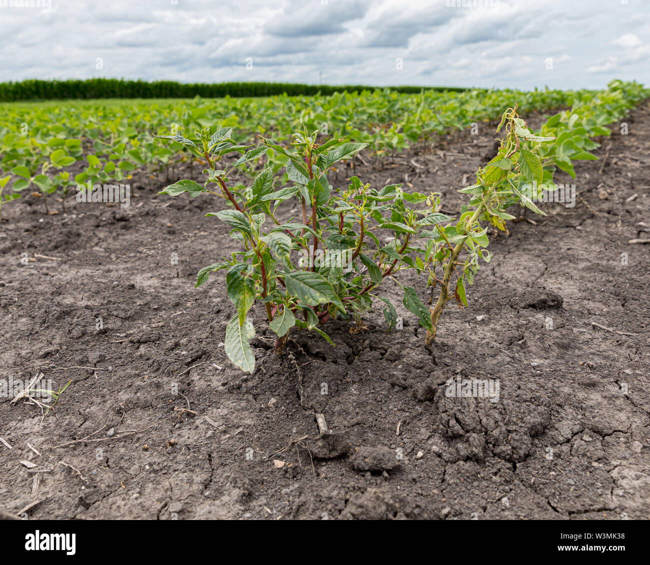 Waterhemp and weeds wilting and dying in soybean farm field after ...