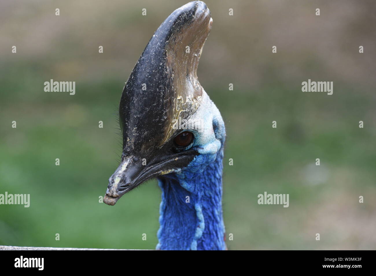 Madrid, Madrid, Spain. 16th July, 2019. A specimen of Southern ...