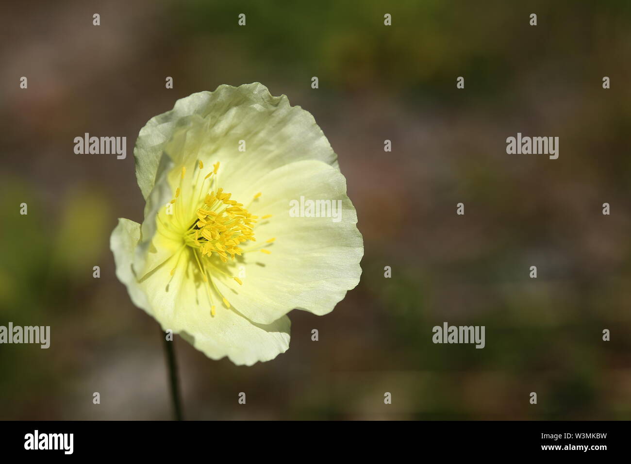 Blossom of Papaver croceum, the Ice poppy Stock Photo - Alamy