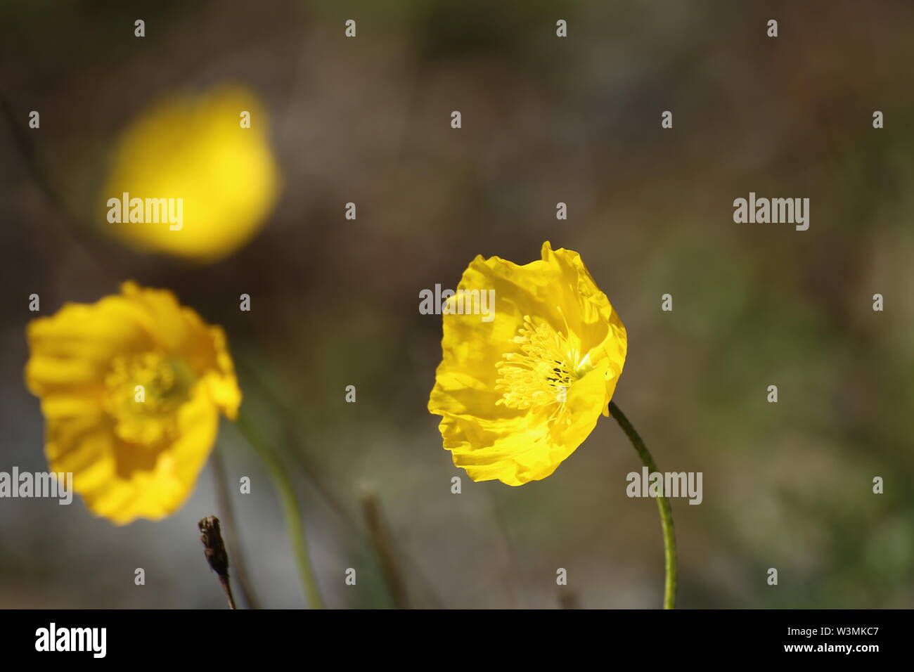 Blossoms of Papaver croceum, the Ice poppy Stock Photo - Alamy