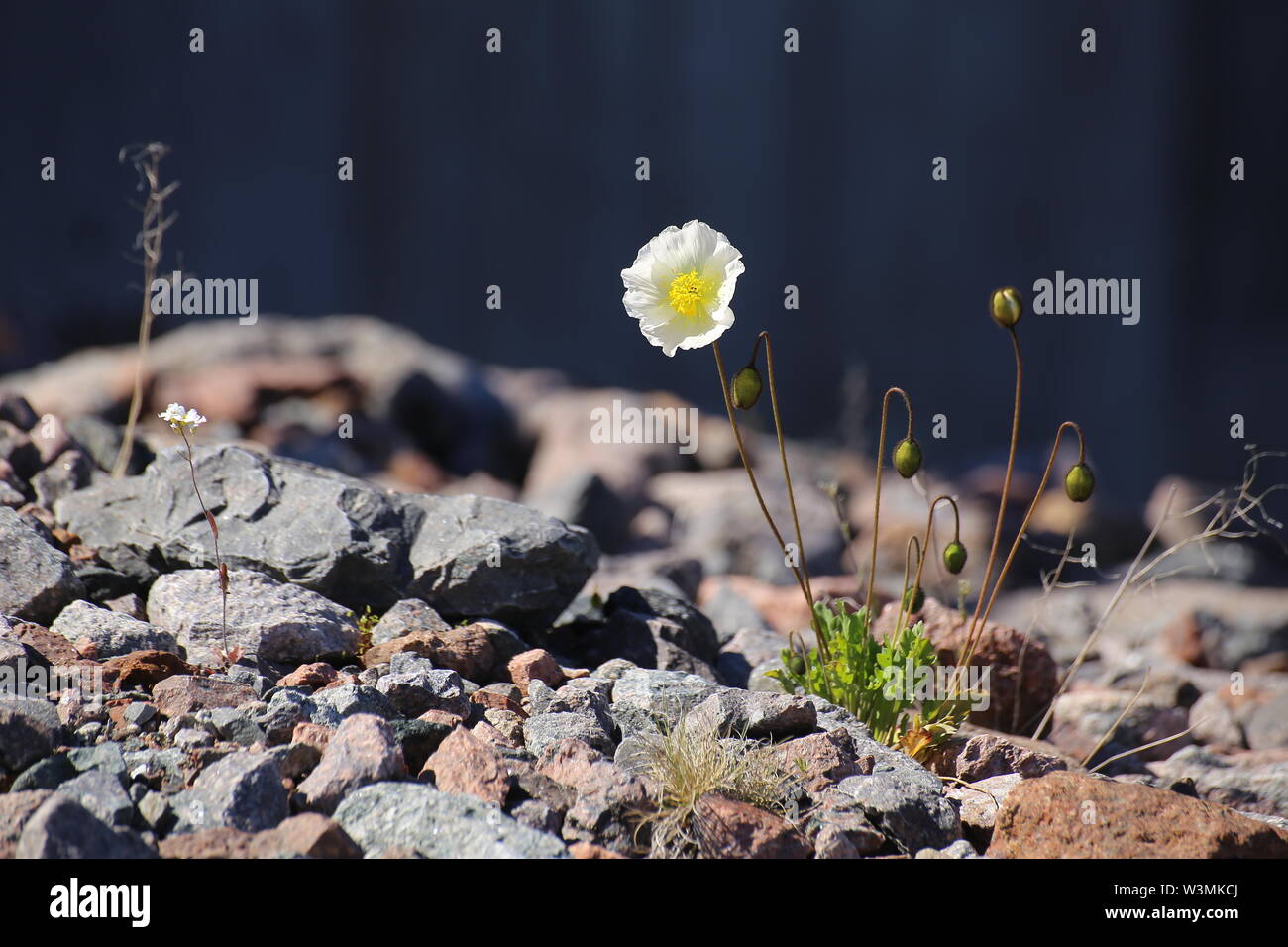 Blossom of Papaver croceum, the Ice poppy Stock Photo - Alamy