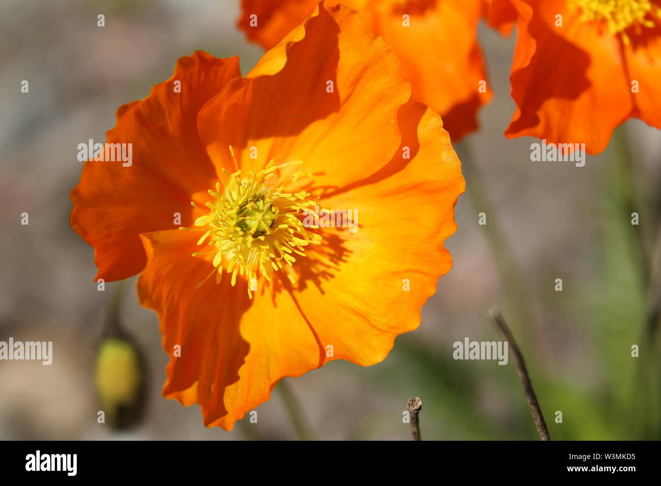Orange ice poppy hi-res stock photography and images - Alamy