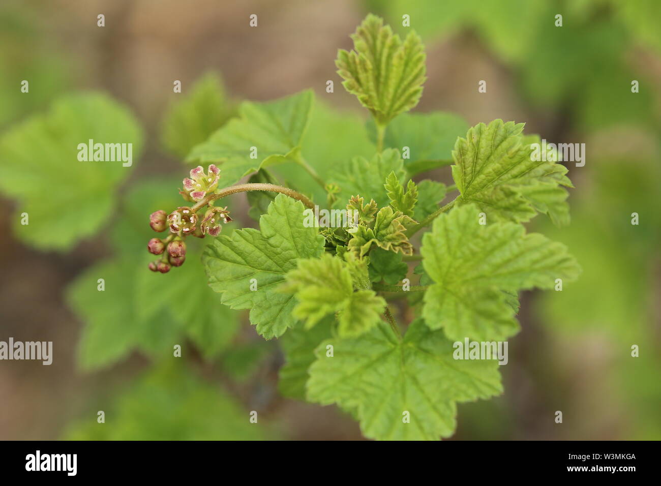 Ribes spicatum hi-res stock photography and images - Alamy