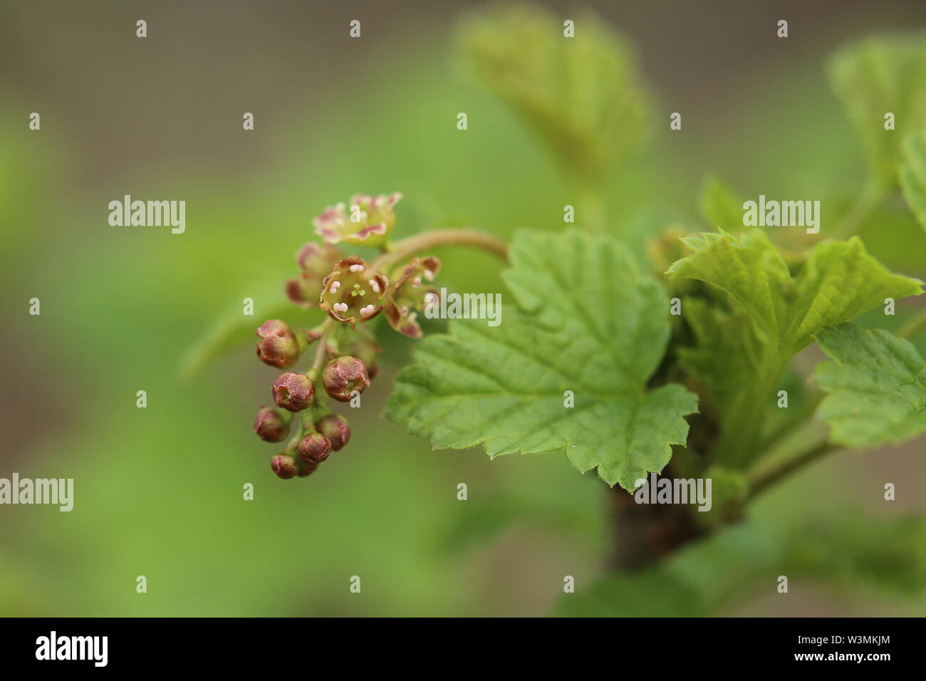 Ribes species hi-res stock photography and images - Alamy