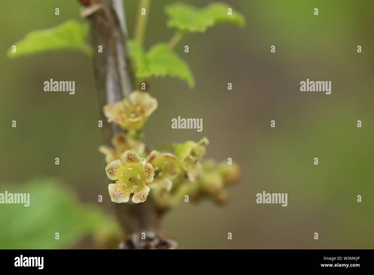 Ribes species hi-res stock photography and images - Alamy