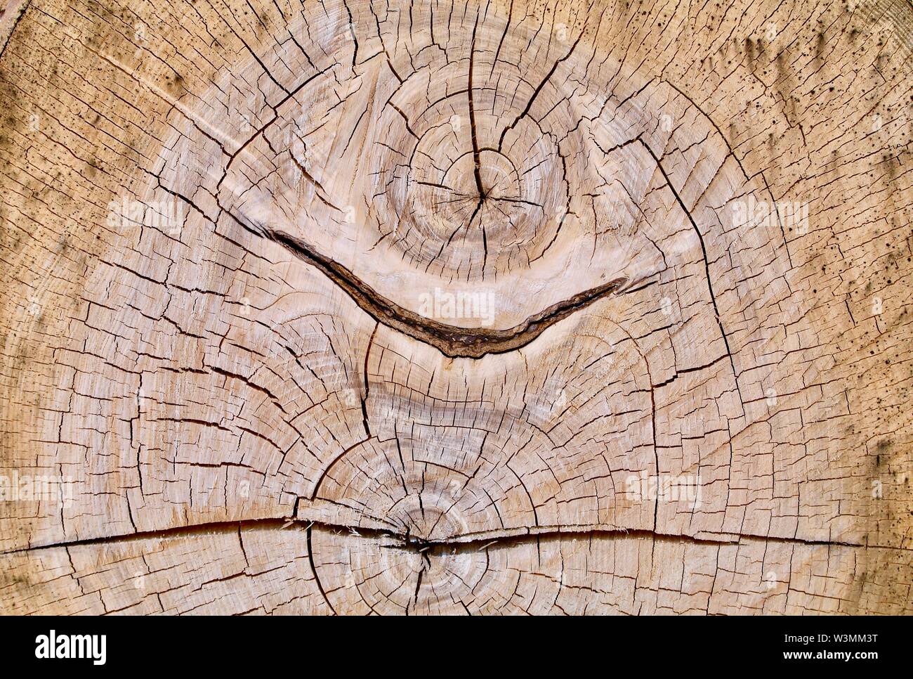 Tree cross section white oak hi-res stock photography and images - Alamy