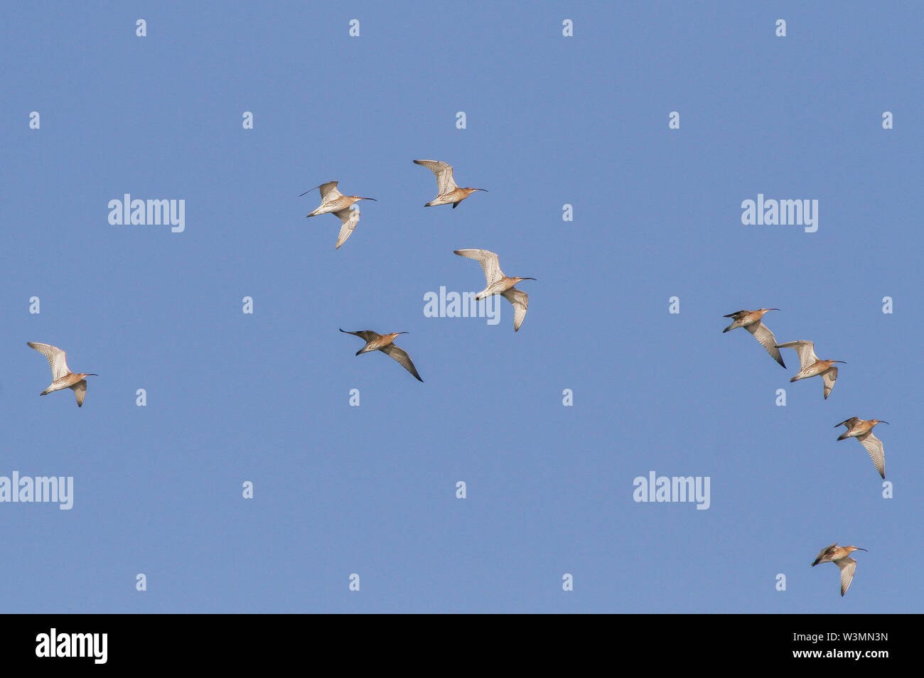 Small flock curlews hi-res stock photography and images - Alamy