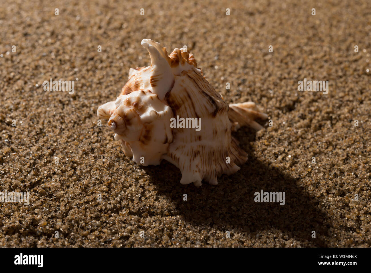 side veiw conch shell on sand Stock Photo - Alamy
