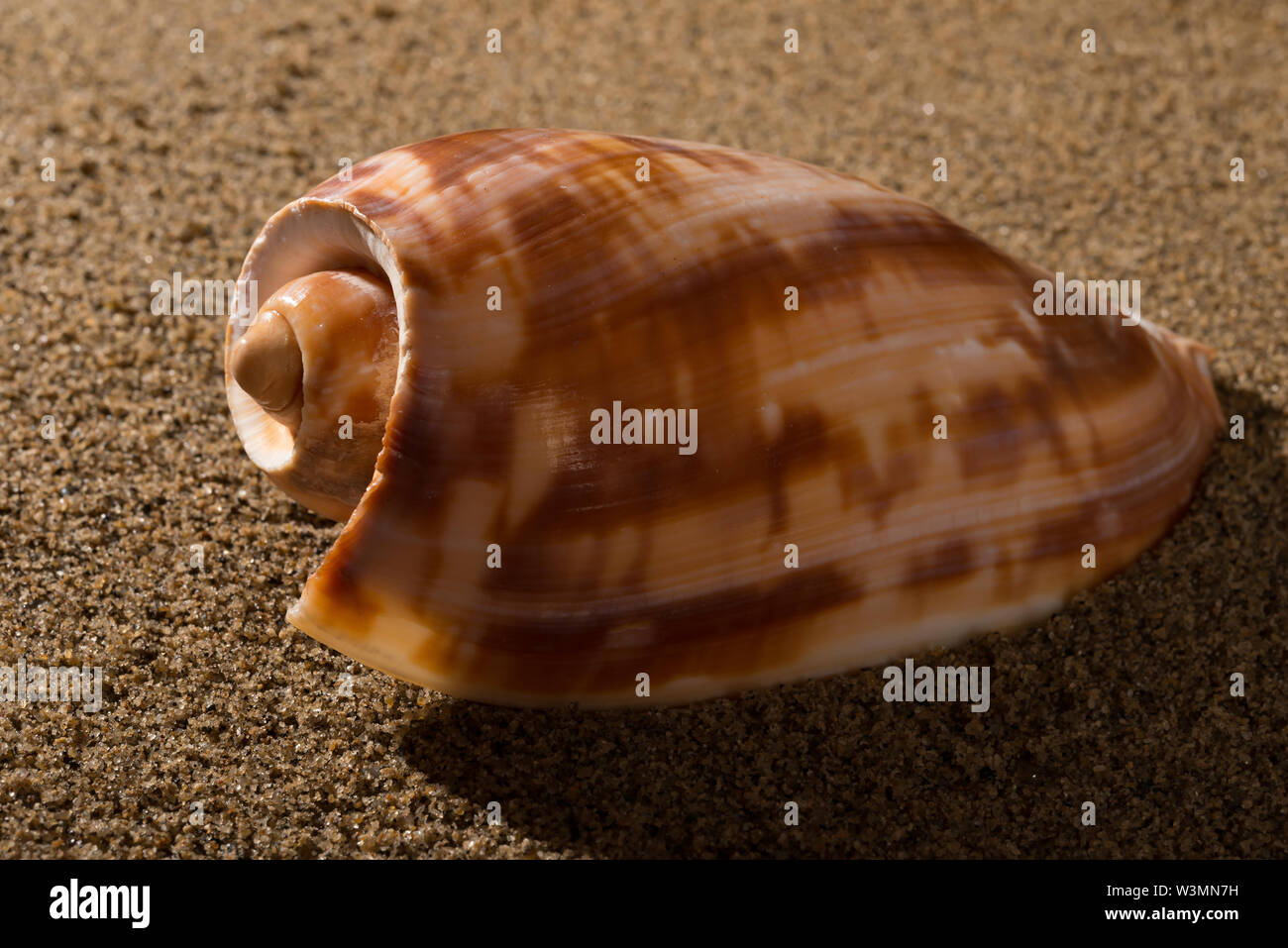 Side veiw hi-res stock photography and images - Alamy
