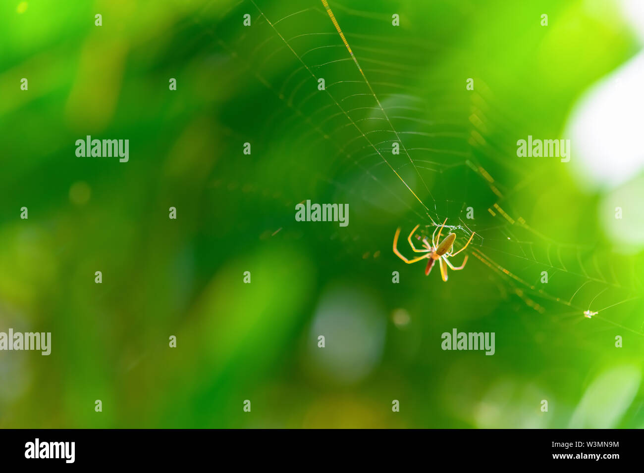 Spider on its net hi-res stock photography and images - Alamy