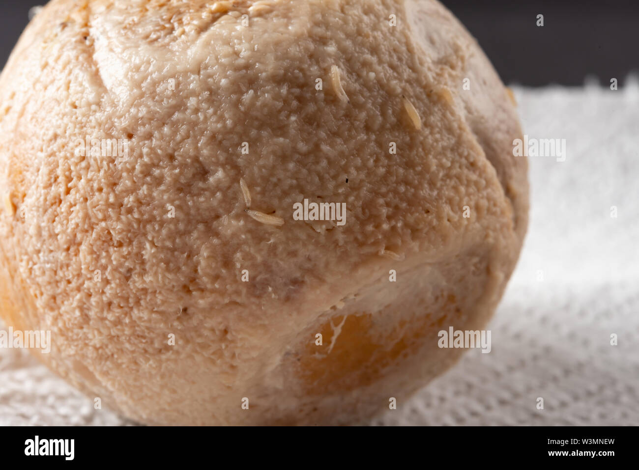 Smelly worm hi-res stock photography and images - Alamy