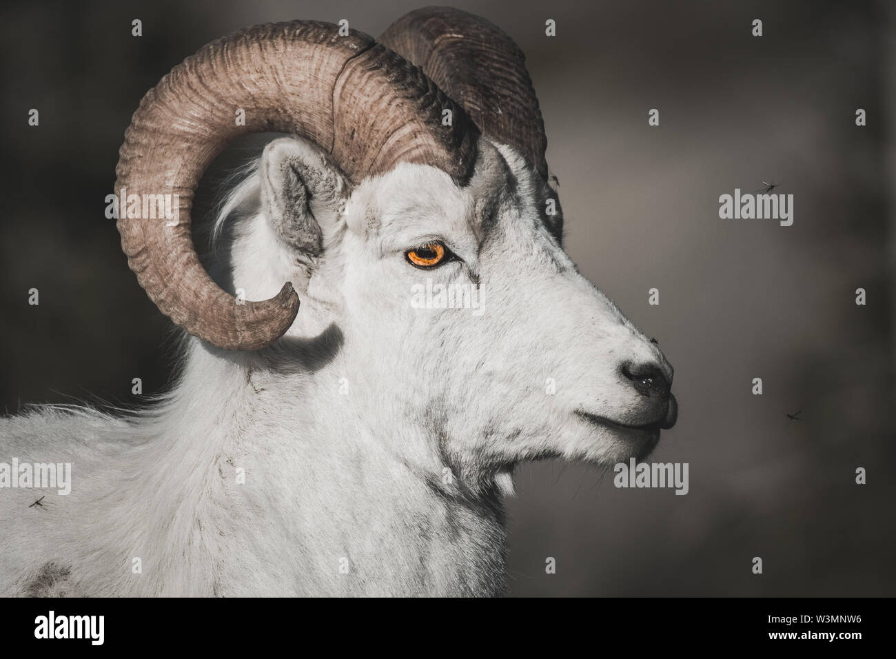 A male Dall Sheep in the Mountains of the Yukon Territory, Canada (Ovis ...