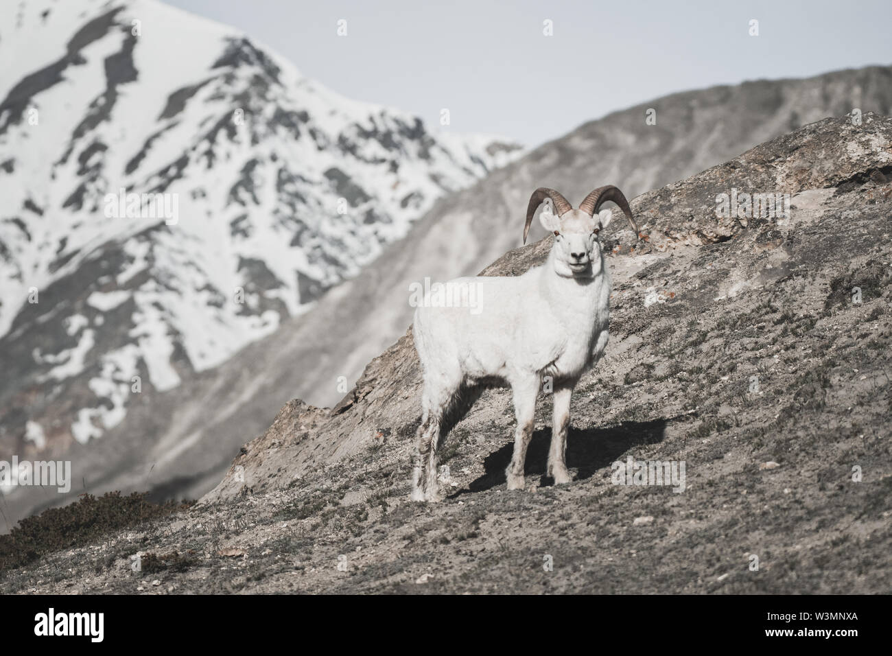 Dall sheep ovis dalli yukon territory hi-res stock photography and ...