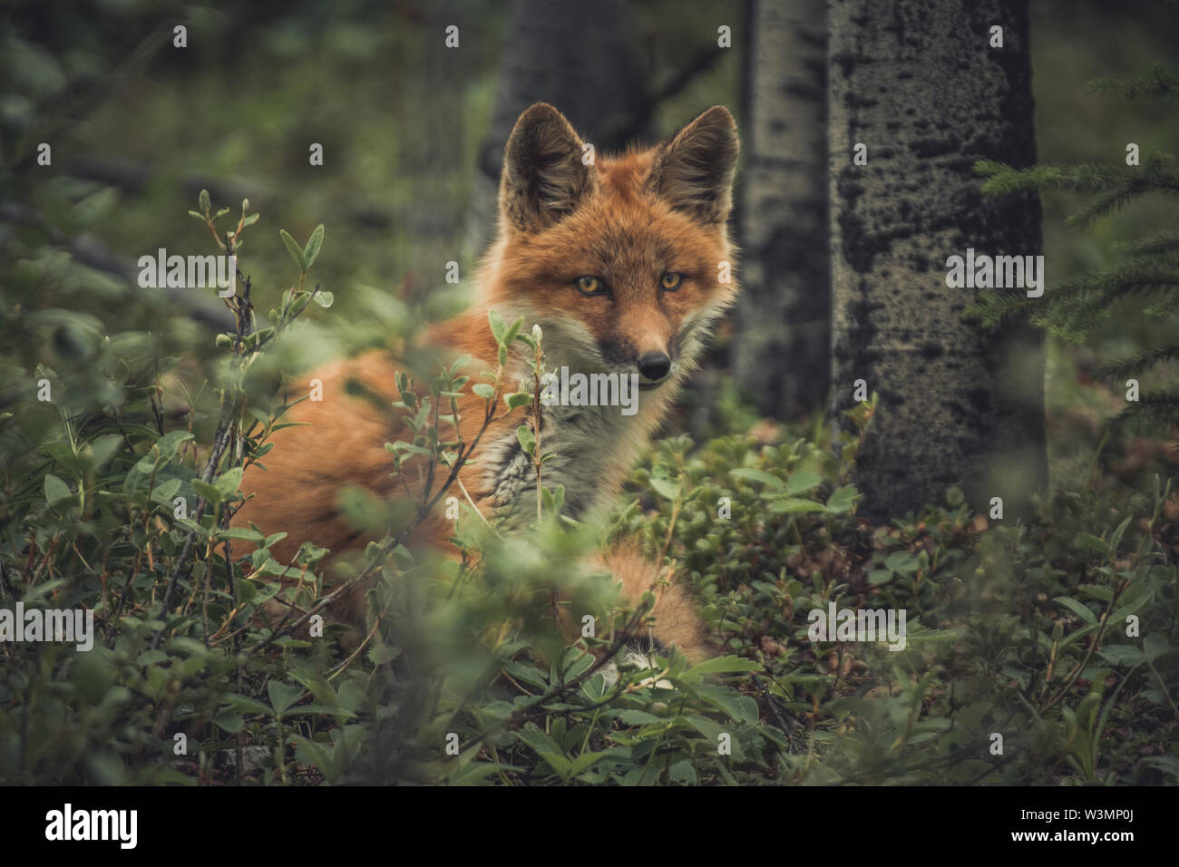 A young red fox (Vulpus vulpus) in the forest. Yukon Territory, Canada ...