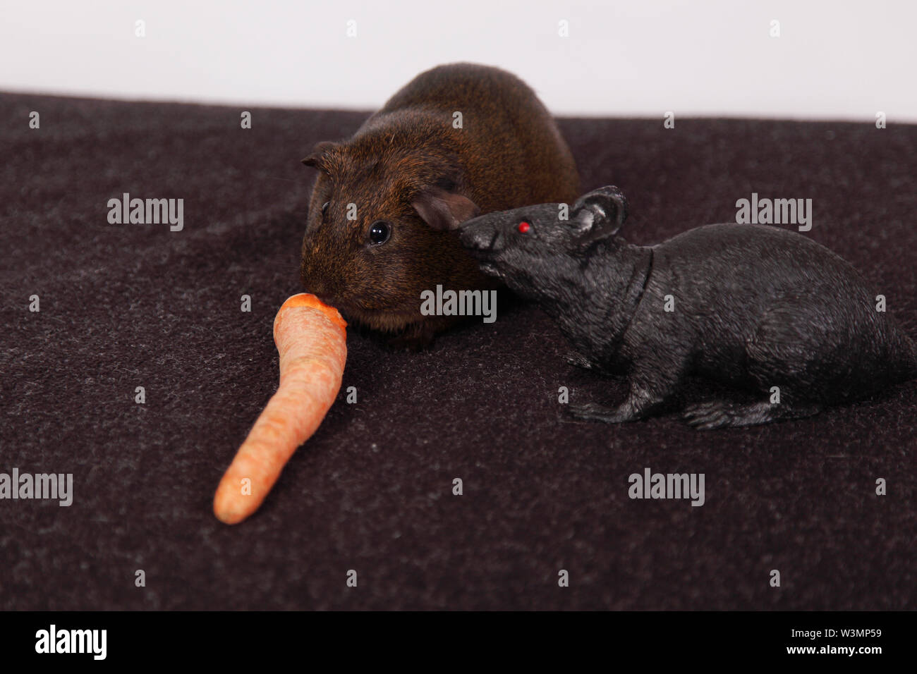 Two rodents hi-res stock photography and images - Alamy
