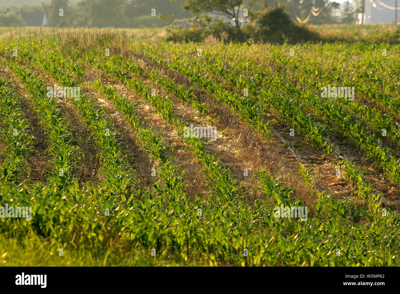Corn field in Pennsylvania, USA Stock Photo - Alamy