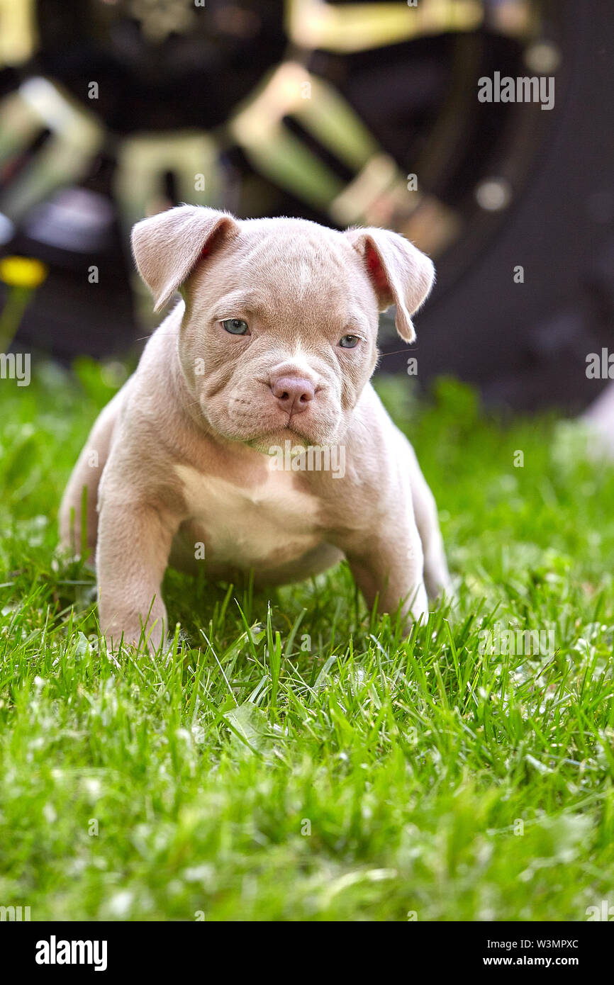 Young dog breed American Bulli close-up. Puppy Bull, beautiful little ...
